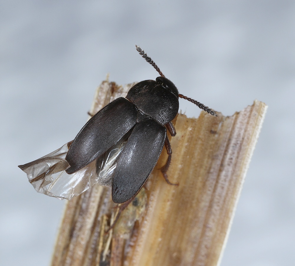 Catops chrysomeloides (Catops chrysomeloides) - Naturbasen