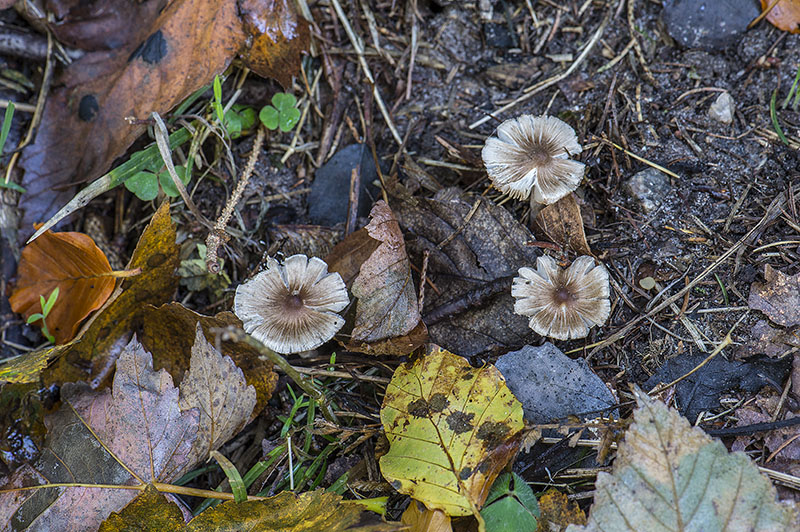 Inocybe splendens var. phaeoleuca (Inocybe splendens var. phaeoleuca ...