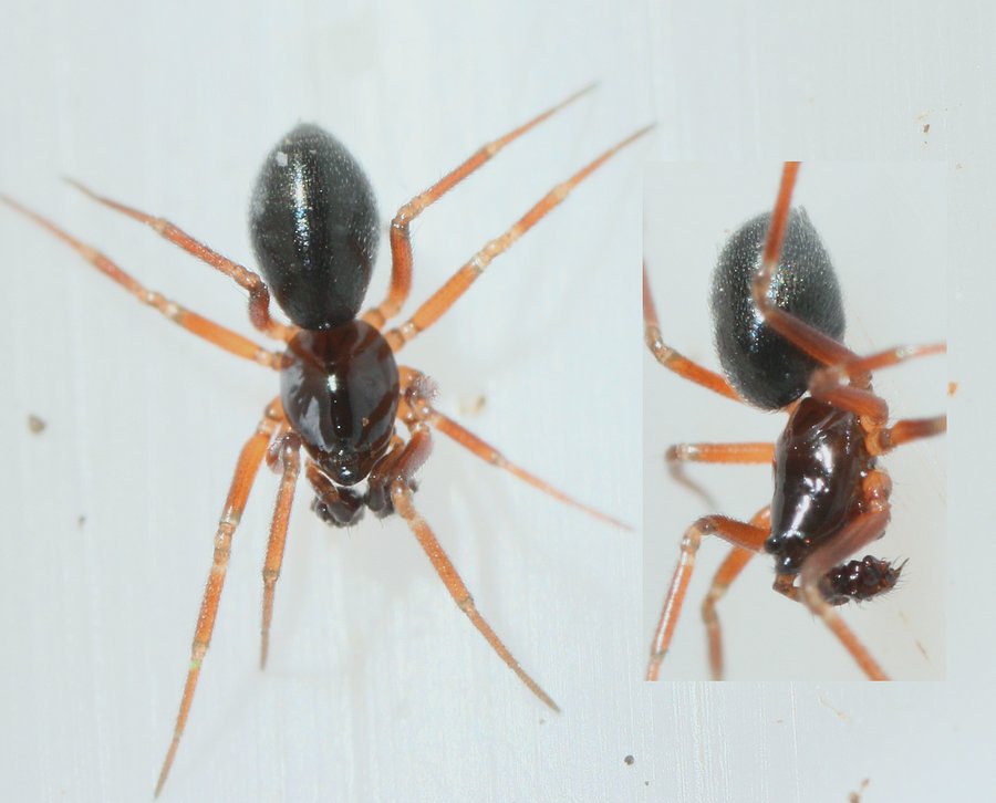 Diplocephalus cristatus (Diplocephalus cristatus) - Naturbasen