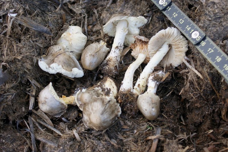 Blygrå Gulhat (Bolbitius demangei) - Naturbasen