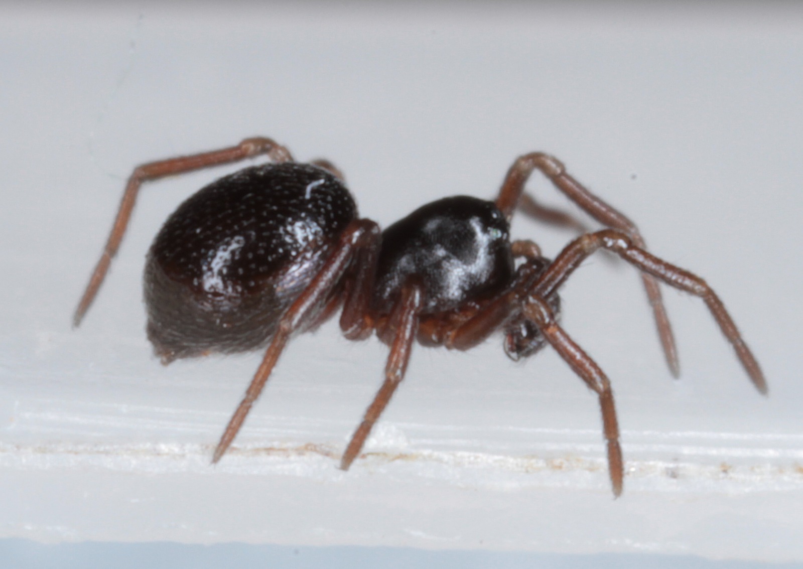 Arter der begynder med 'Molva ' - Naturbasen