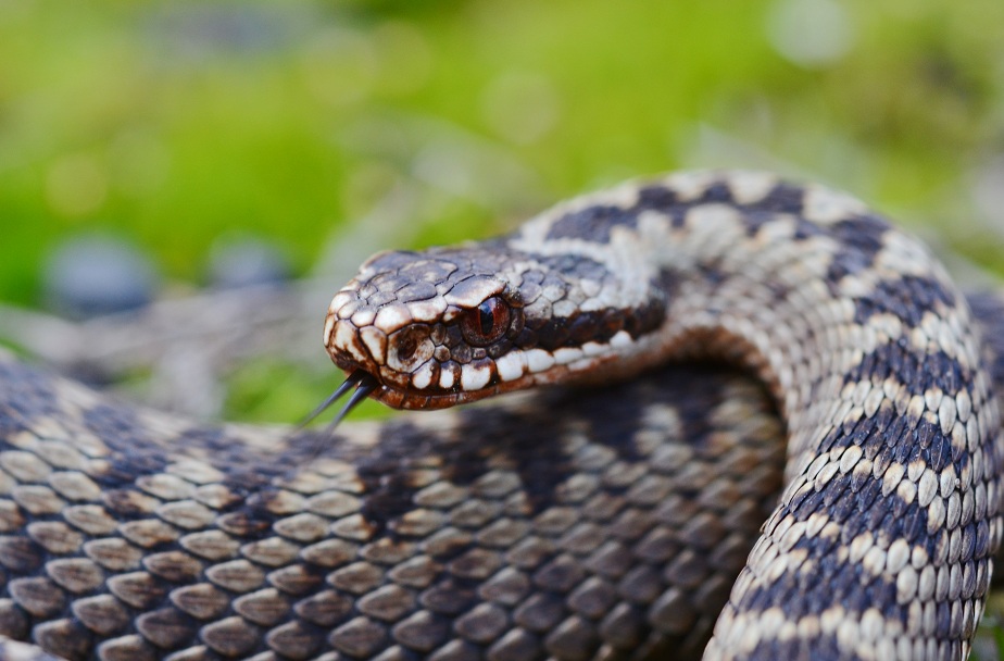 Hugorm - Observation NB-1164789 - Naturbasen