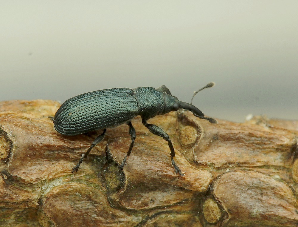 Magdalis phlegmatica (Magdalis phlegmatica) - Naturbasen