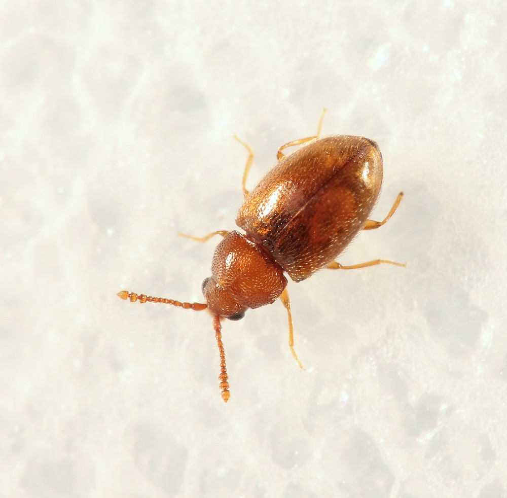 Atomaria lewisi (Atomaria lewisi) - Naturbasen