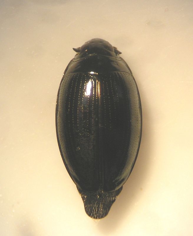 Gyrinus natator (Gyrinus natator) - Naturbasen