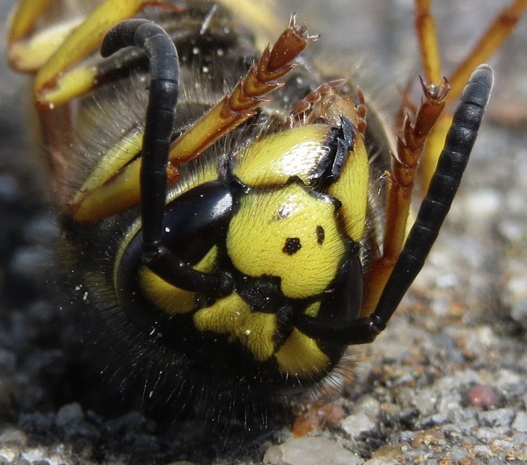 Tysk Gedehams - Observation NB-1215152 - Naturbasen