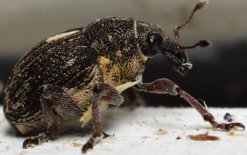 Rhinoncus pericarpius - Observation NB-1206750 - Naturbasen