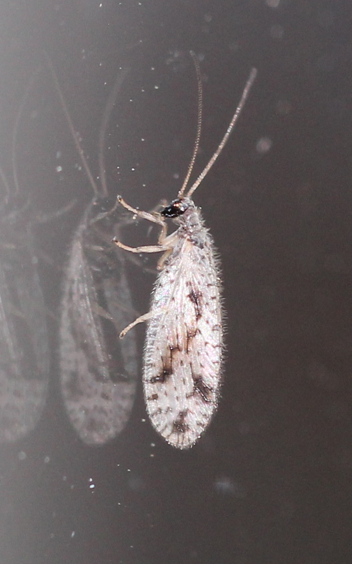 Micromus variegatus - Observation NB-1264550 - Naturbasen