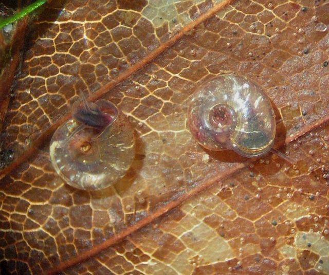 Hippeutis complanatus - Observation NB-120430 - Naturbasen