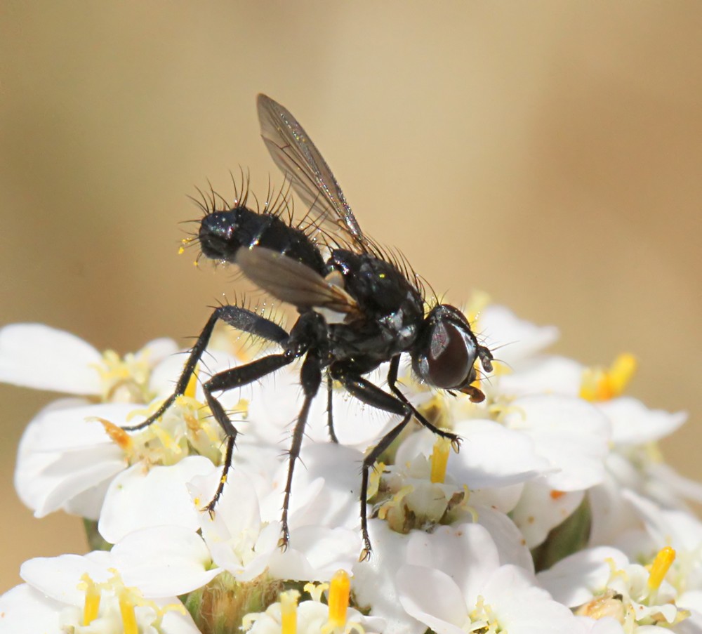 Phania funesta - Observation NB-1300325 - Naturbasen