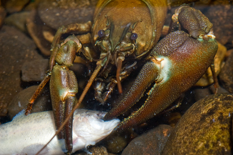 Signalkrebs - Observation NB-4329723 - Naturbasen