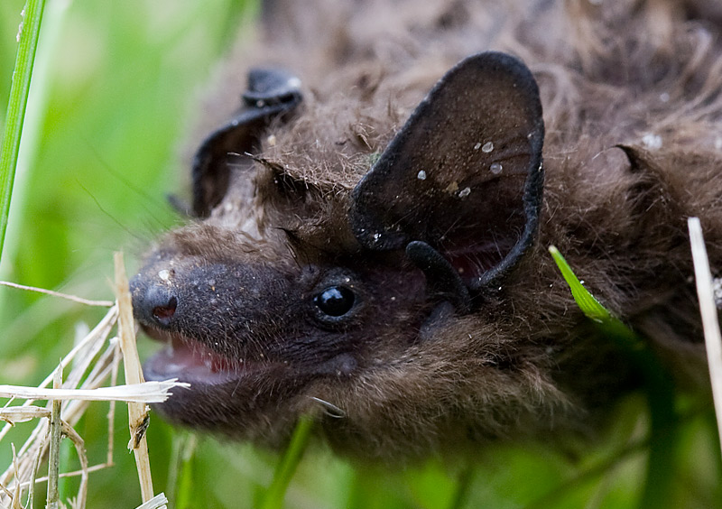 Flagermus (Chiroptera) - Naturbasen - Danmarks Artsportal
