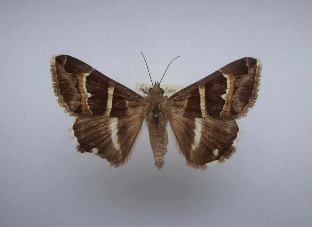 Hvidbjælket Ugle (Grammodes stolida) - Naturbasen