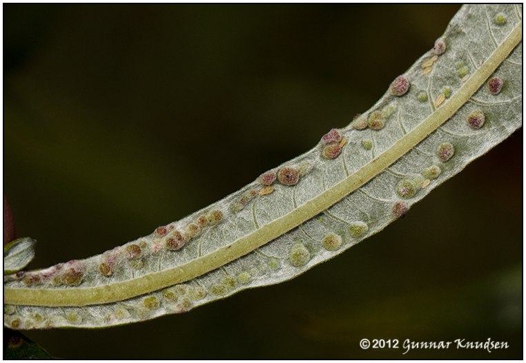 Aculus tetanothrix - Observation NB-835633 - Naturbasen