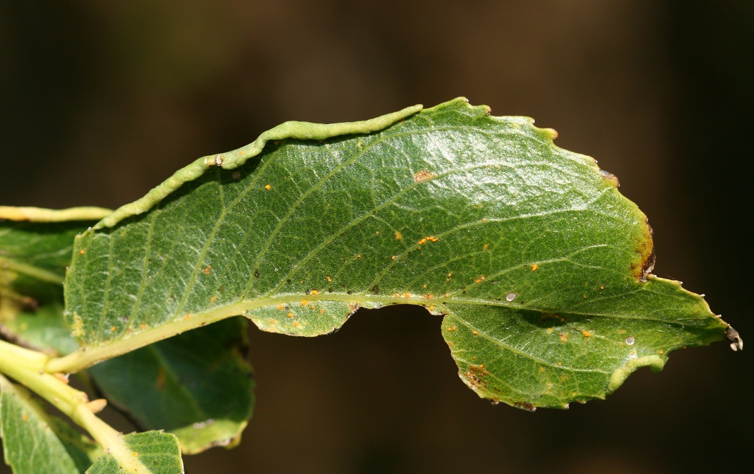 Aculus magnirostris (Aculus magnirostris) - Naturbasen
