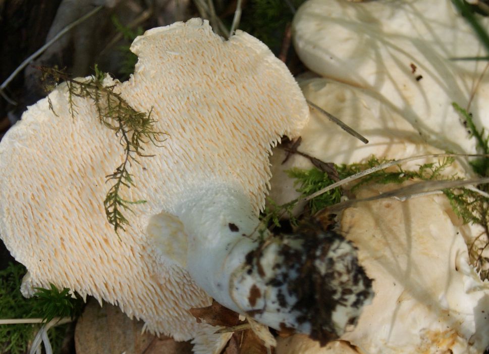 Almindelig Pigsvamp - Observation NB-1394573 - Naturbasen