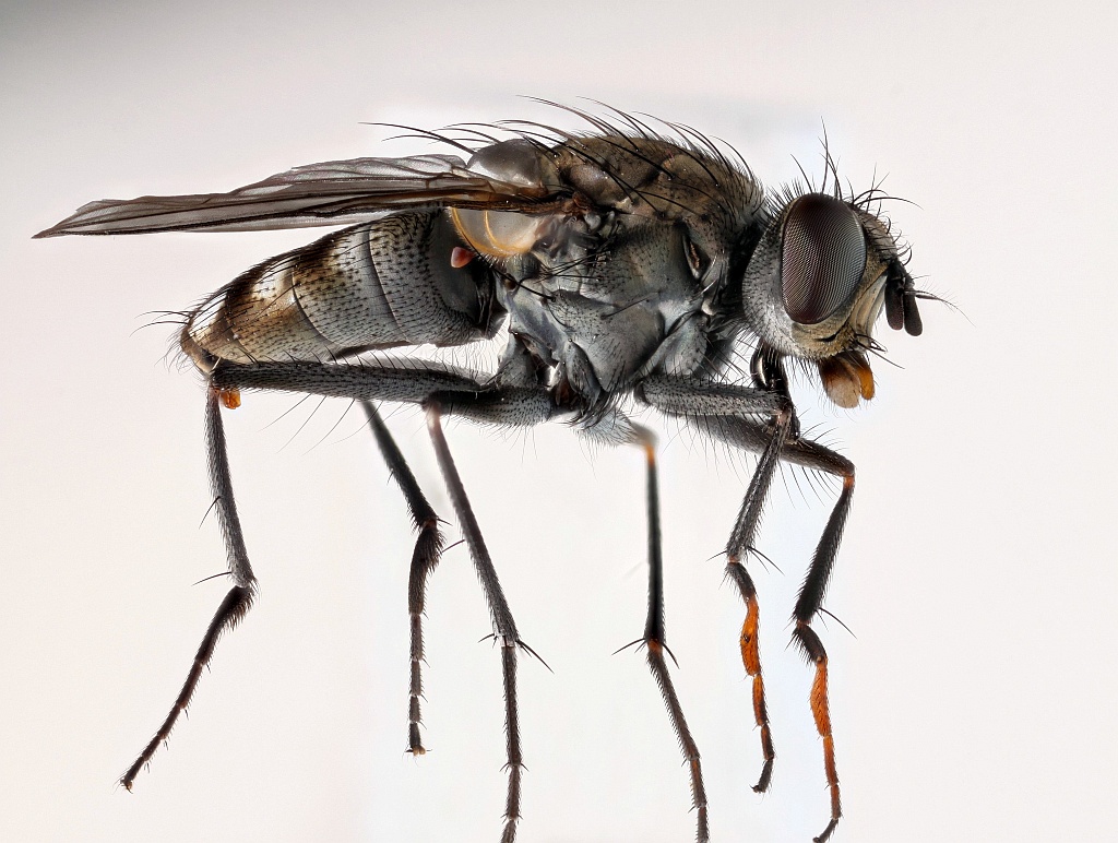 Lispe tentaculata (Lispe tentaculata) - Naturbasen