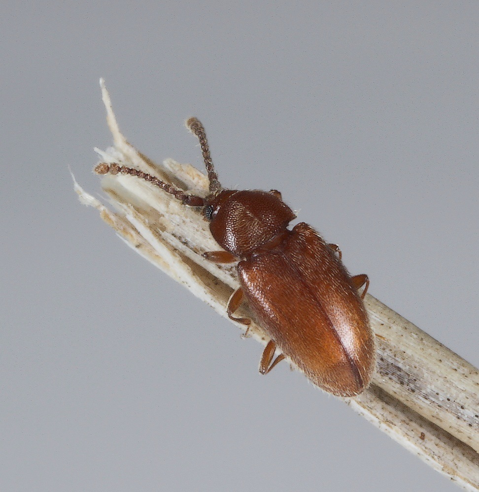 Caenoscelis sibirica (Caenoscelis sibirica) - Naturbasen