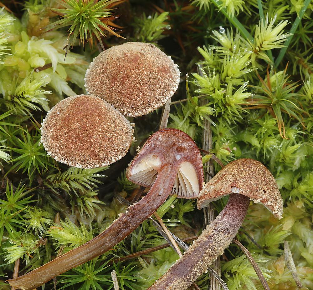 Lillafodet Grynhat (Cystoderma jasonis var. lilacipes) - Naturbasen
