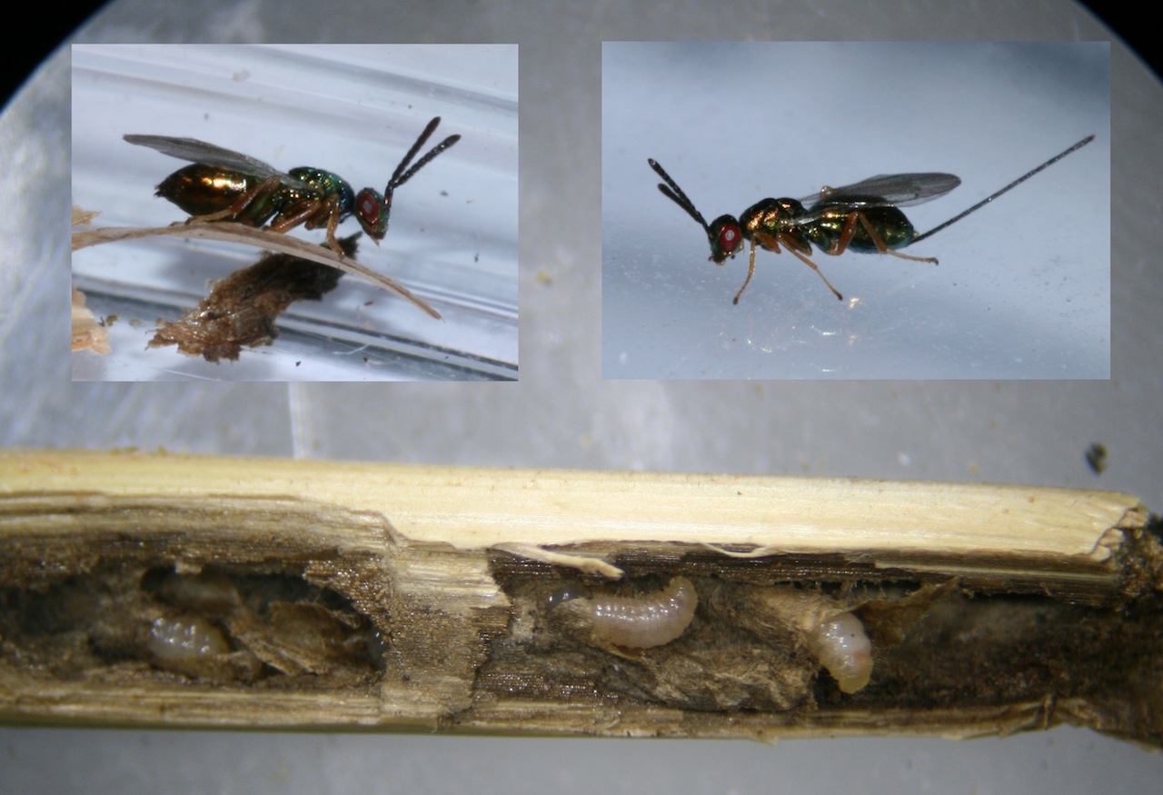 Torymus arundinis - Observation NB-1429935 - Naturbasen