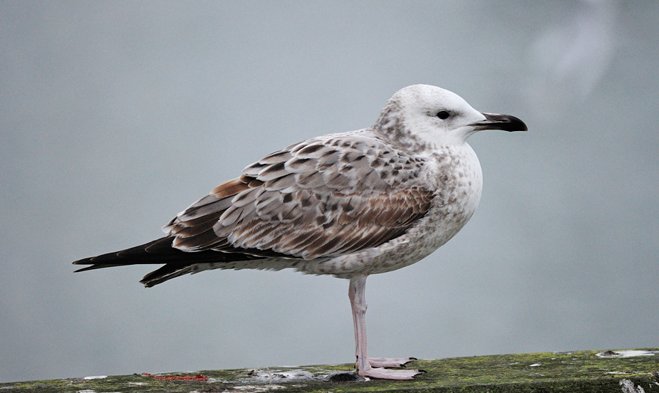 Steppemåge (barabensis) (Larus cachinnans barabensis) - Naturbasen