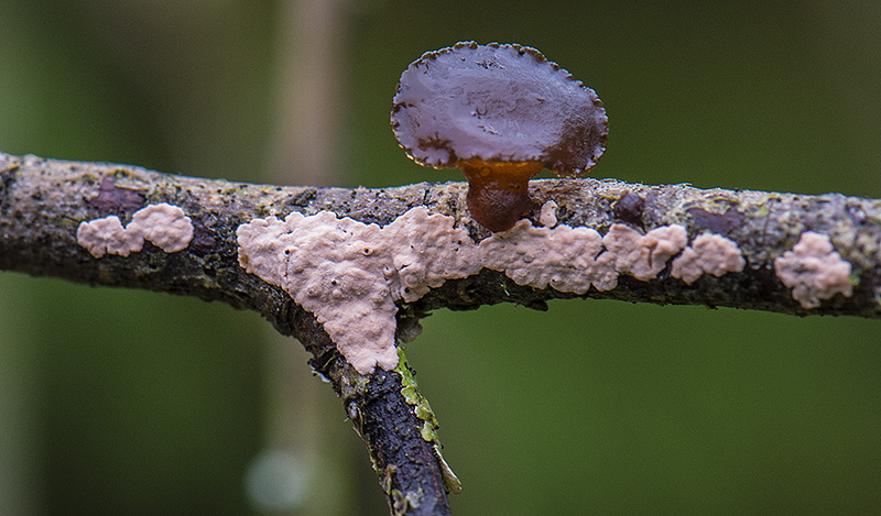 Corticium roseum (Corticium roseum) - Naturbasen