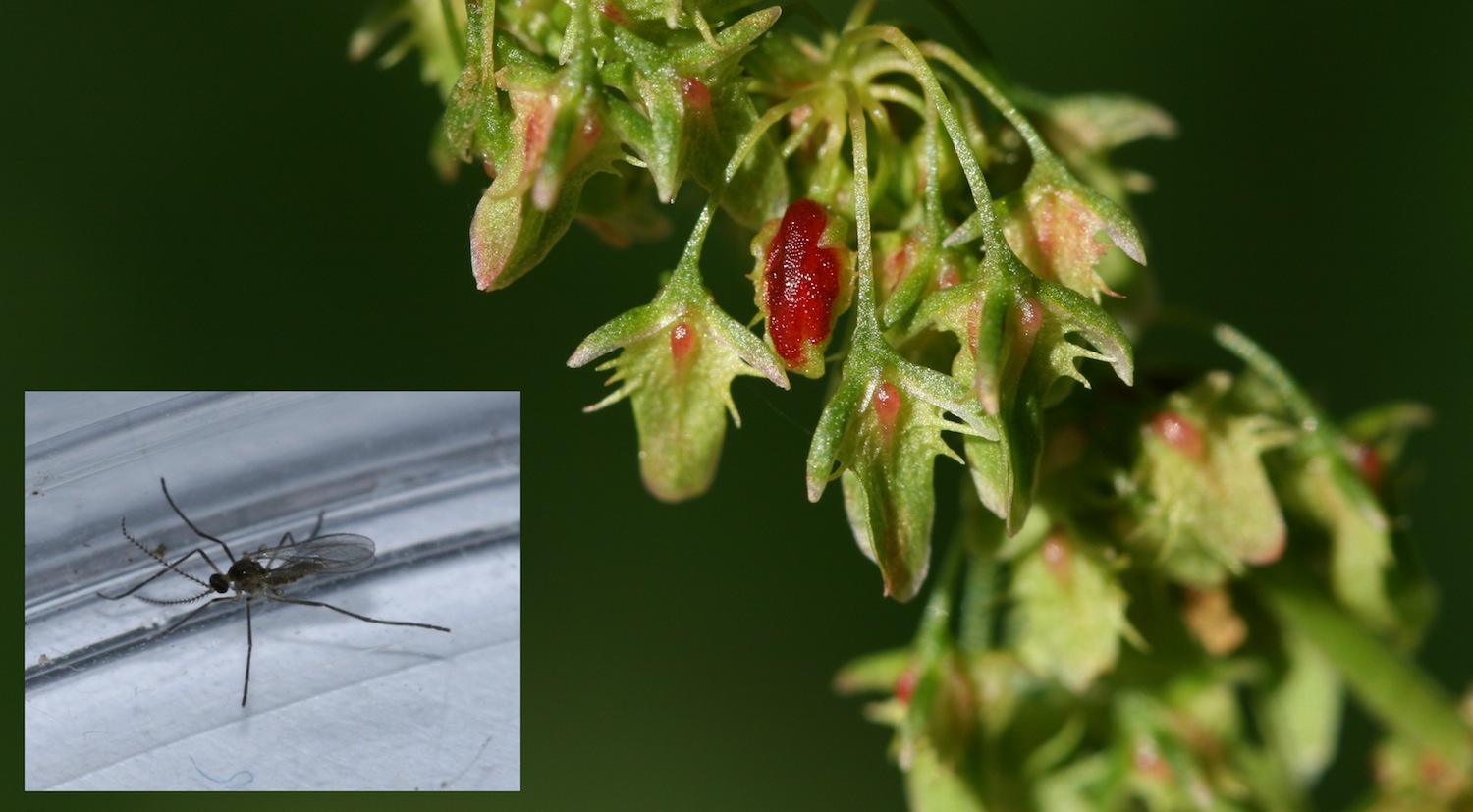Arter der begynder med 'Psilocera ' - Naturbasen