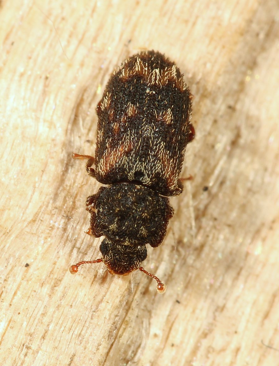 Synchita variegata - Observation NB-1443567 - Naturbasen