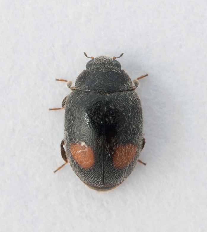 Nephus bipunctatus (Nephus bipunctatus) - Naturbasen