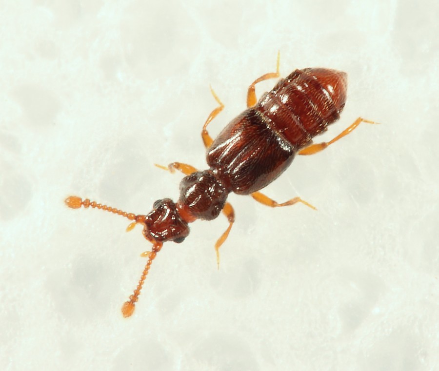 Euplectus nanus (Euplectus nanus) - Naturbasen