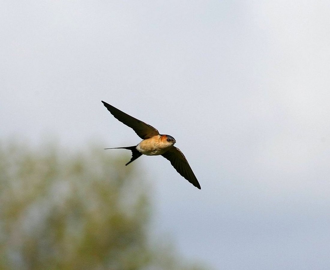 Rødrygget Svale (Cecropis daurica) - Naturbasen