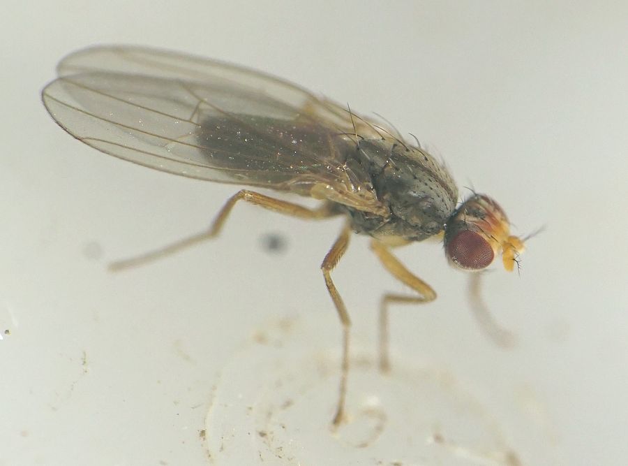Scaptomyza graminum (Scaptomyza graminum) - Naturbasen