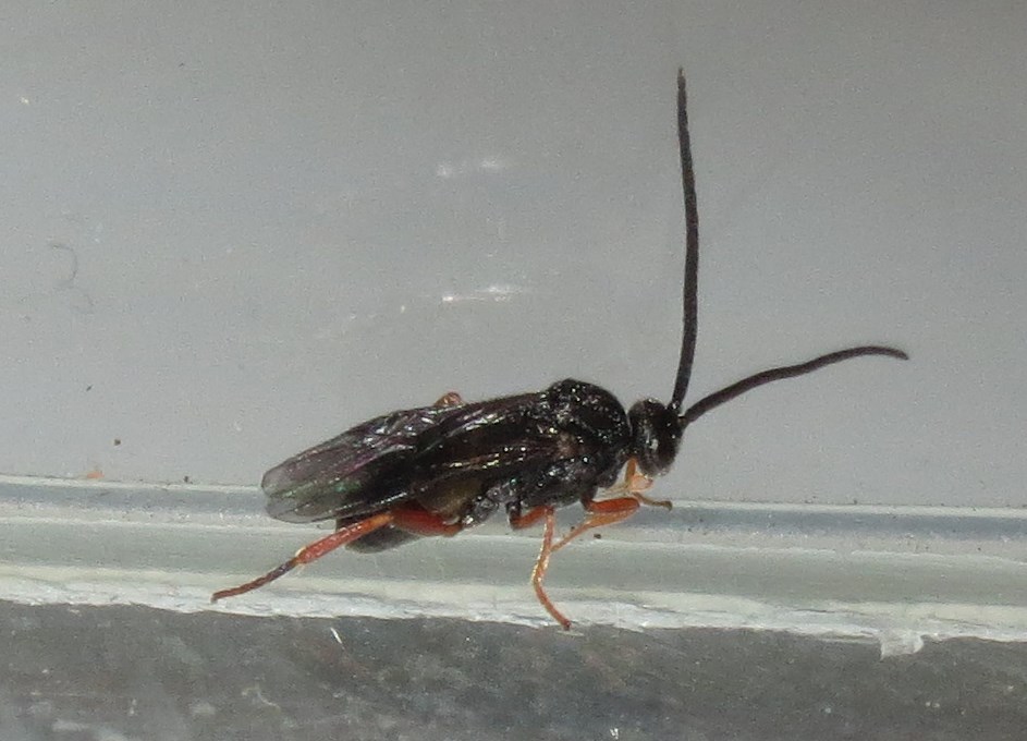 Microplitis sp. (Microplitis sp.) - Naturbasen