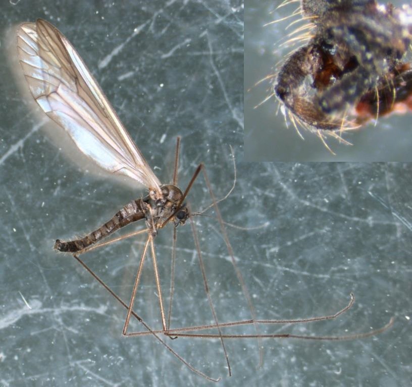 Trichocera saltator (Trichocera saltator) - Naturbasen