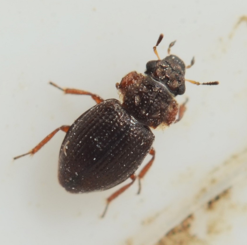 Ochthebius bicolon (Ochthebius bicolon) - Naturbasen