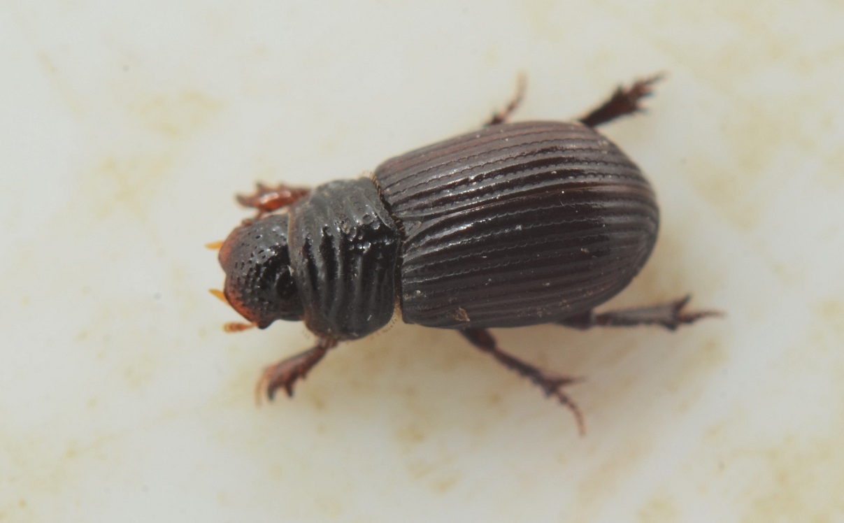 Psammodius asper - Billeder i Naturbasen