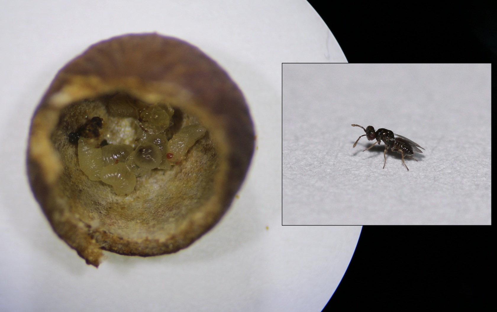 Arter der begynder med 'Haploops ' - Naturbasen