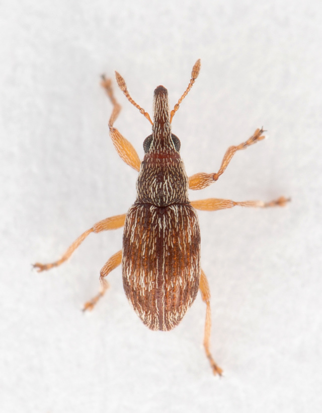 Apion urticarium (Apion urticarium) - Naturbasen