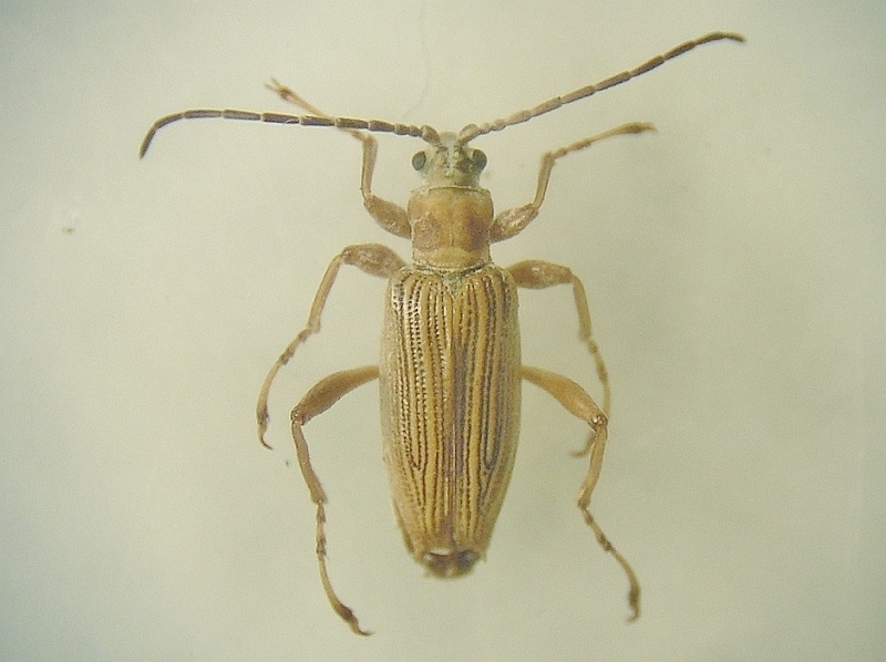 Macroplea appendiculata (Macroplea appendiculata) - Naturbasen
