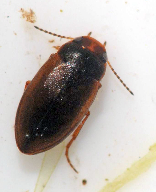 Hydroporus neglectus - Observation NB-1489748 - Naturbasen