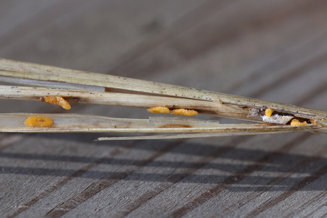 Mayetiola bimaculata (Mayetiola bimaculata) - Naturbasen