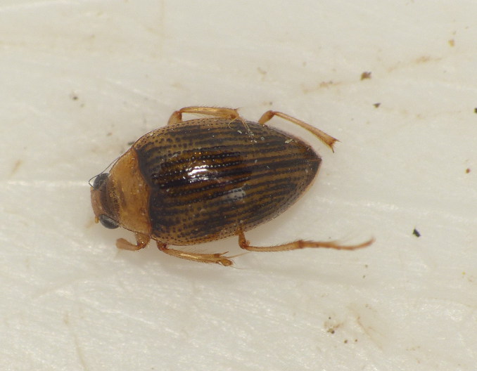 Haliplus fluviatilis (Haliplus fluviatilis) - Naturbasen