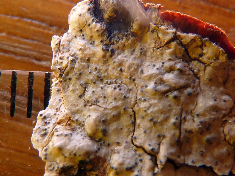 Liden Kernelav (Pyrenula nitidella) - Naturbasen