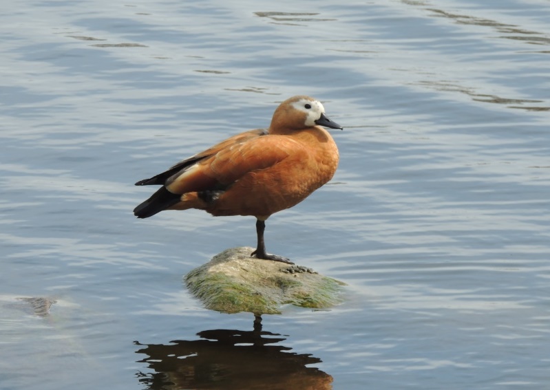 Sydafrikansk Gravand (Tadorna cana) - Naturbasen
