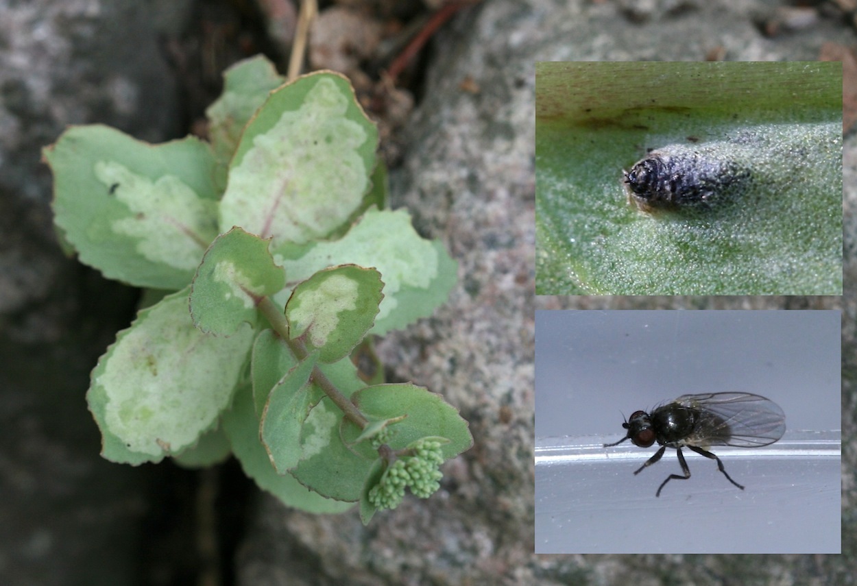 Phytomyza sedicola (Phytomyza sedicola) - Naturbasen