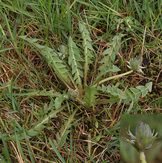 Dråbe-Vejmælkebøtte (Taraxacum guttatum) - Naturbasen