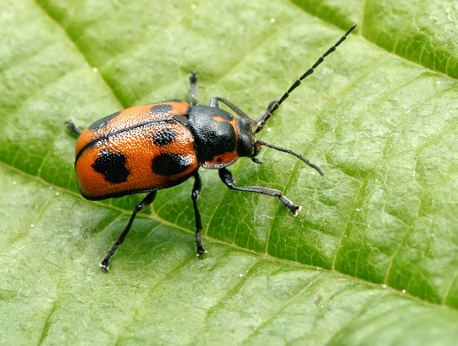 Seksplettet Faldbille (Cryptocephalus sexpunctatus) - Naturbasen