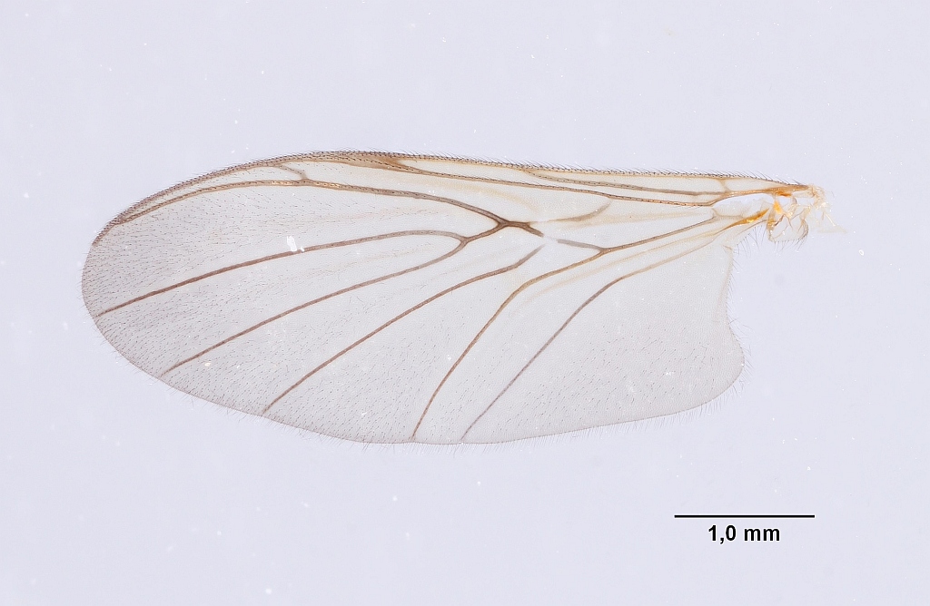 Macrocera stigmoides (Macrocera stigmoides) - Naturbasen