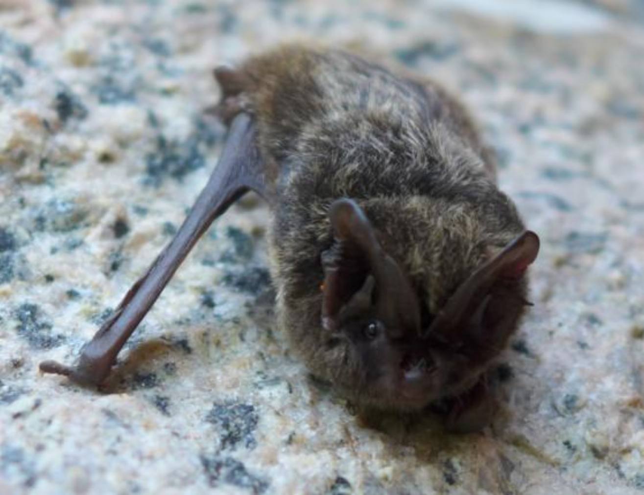 Bredøret Flagermus (Barbastella barbastellus) - Naturbasen
