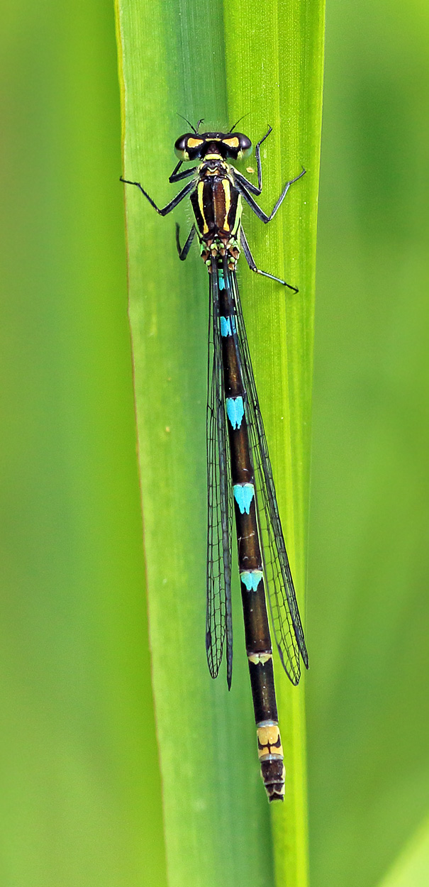 Flagermus-Vandnymfe - Observation NB-1612505 - Naturbasen
